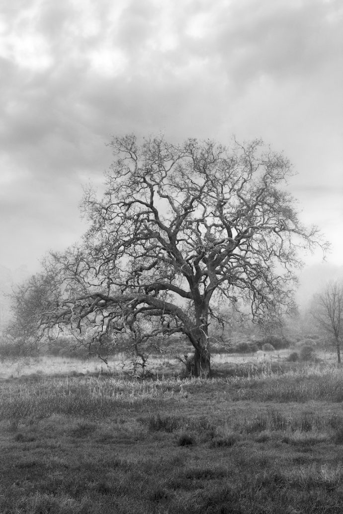 Coastal Oak #10 – Alan Blaustein Photography