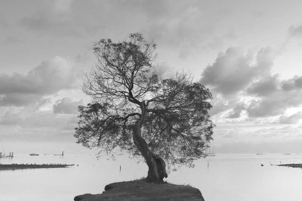 Coastal Oak #36 – Alan Blaustein Photography